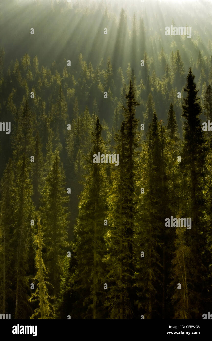 Shafts of light shine through a spruce forest in the Canadian Rockies ...