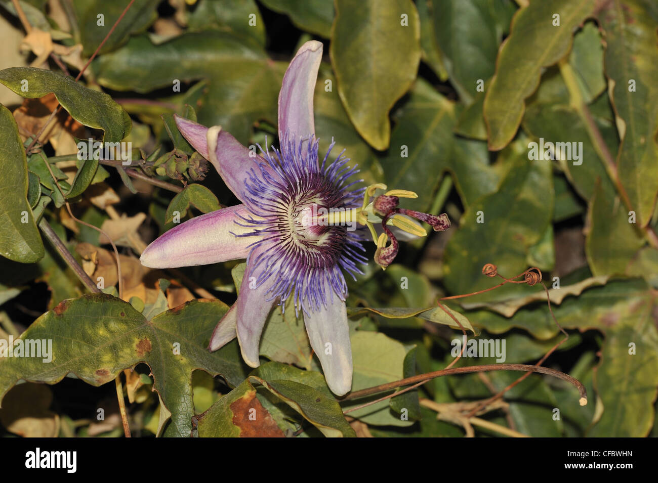 Passifloraceae hi-res stock photography and images - Alamy