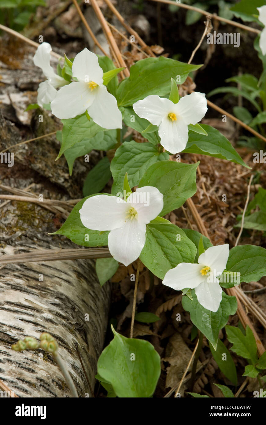 Trilliums ontario spring wildflowers hi-res stock photography and ...