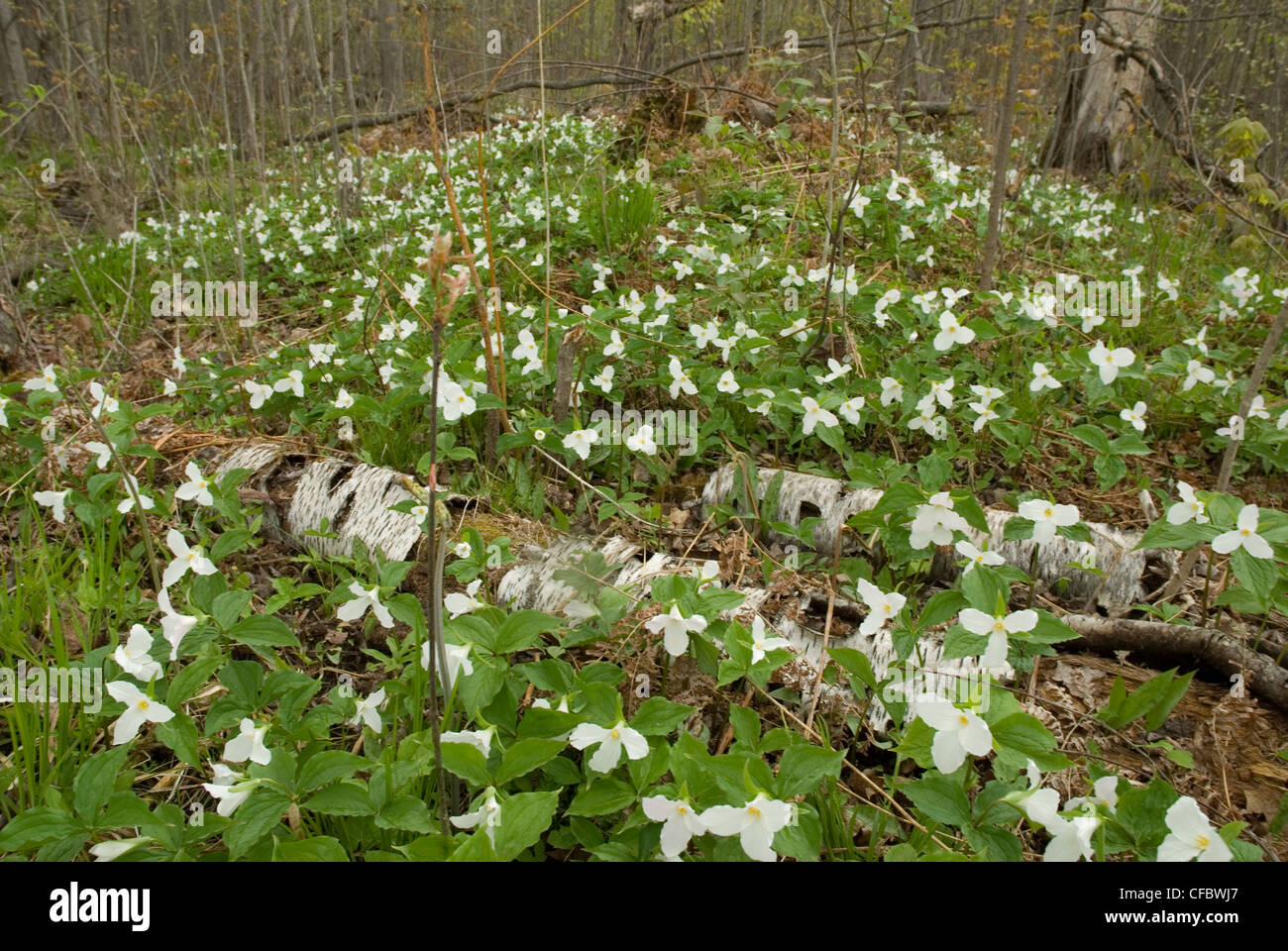 White Trillium Trillium grandiflorum blossoms Stock Photo - Alamy