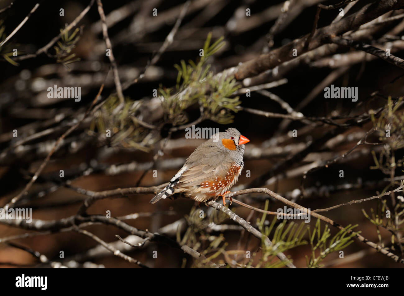 Guttata hi-res stock photography and images - Alamy