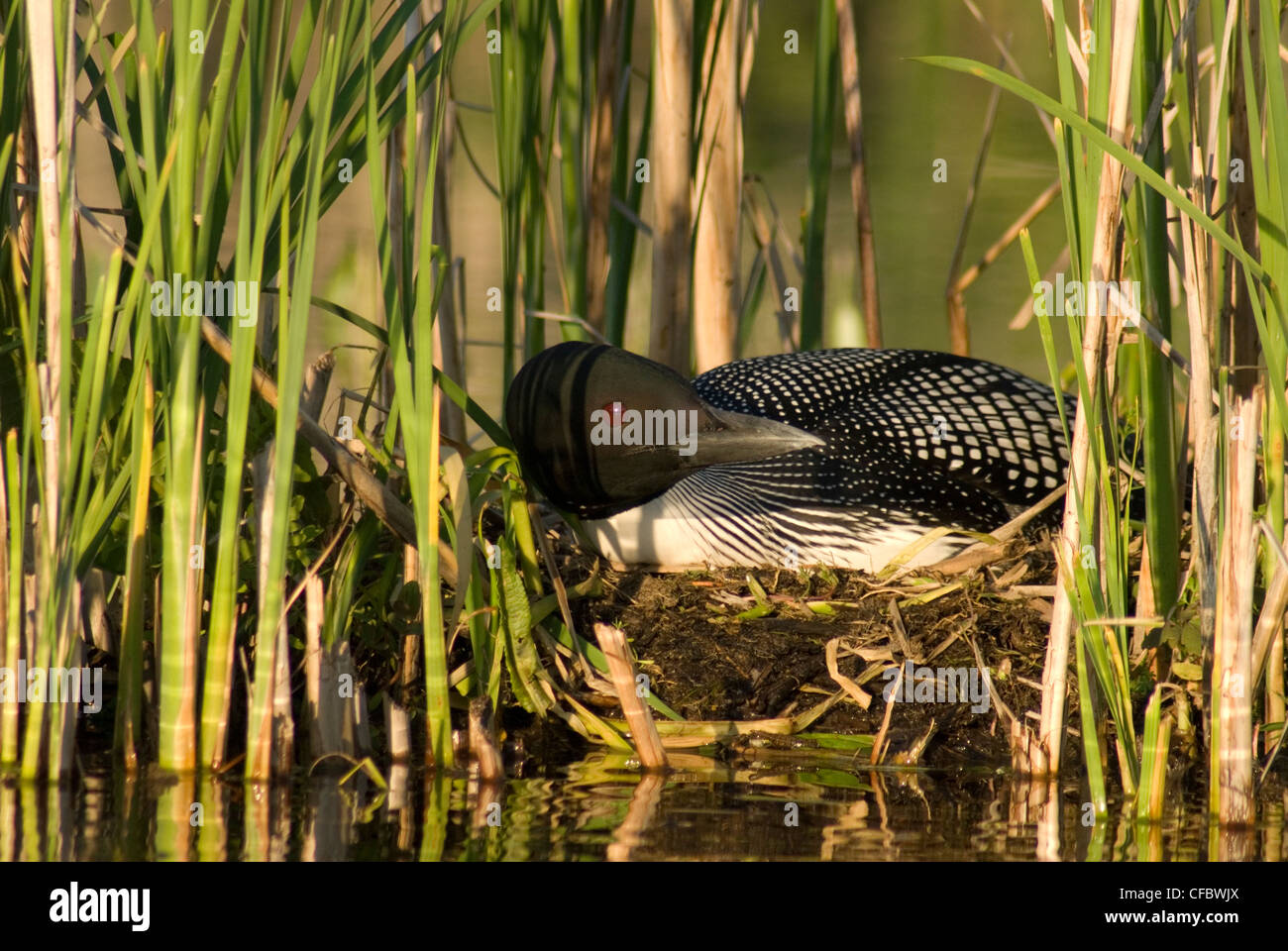 Common Loon GaviImmer provincial bird Ontario Stock Photo - Alamy