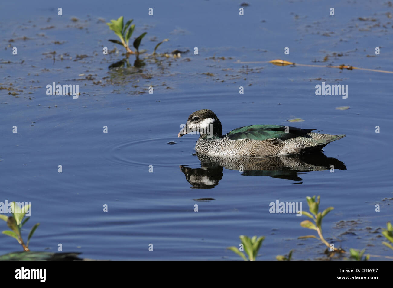 Green pygmy goose hi-res stock photography and images - Alamy