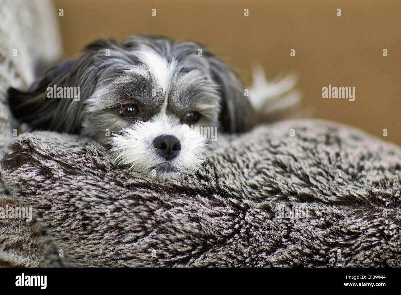 Maltizu hi-res stock photography and images - Alamy