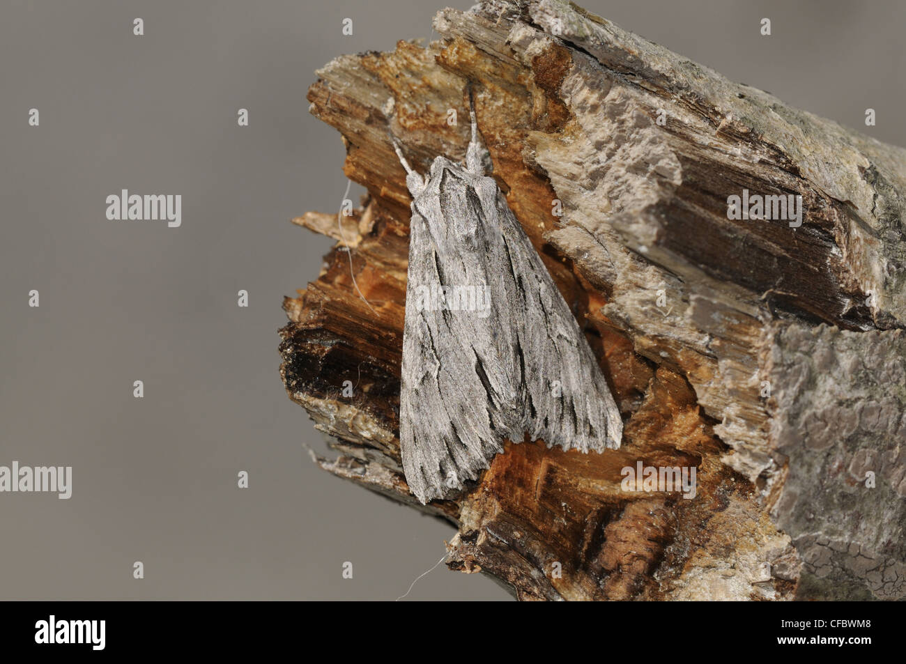 Shark moth hi-res stock photography and images - Alamy