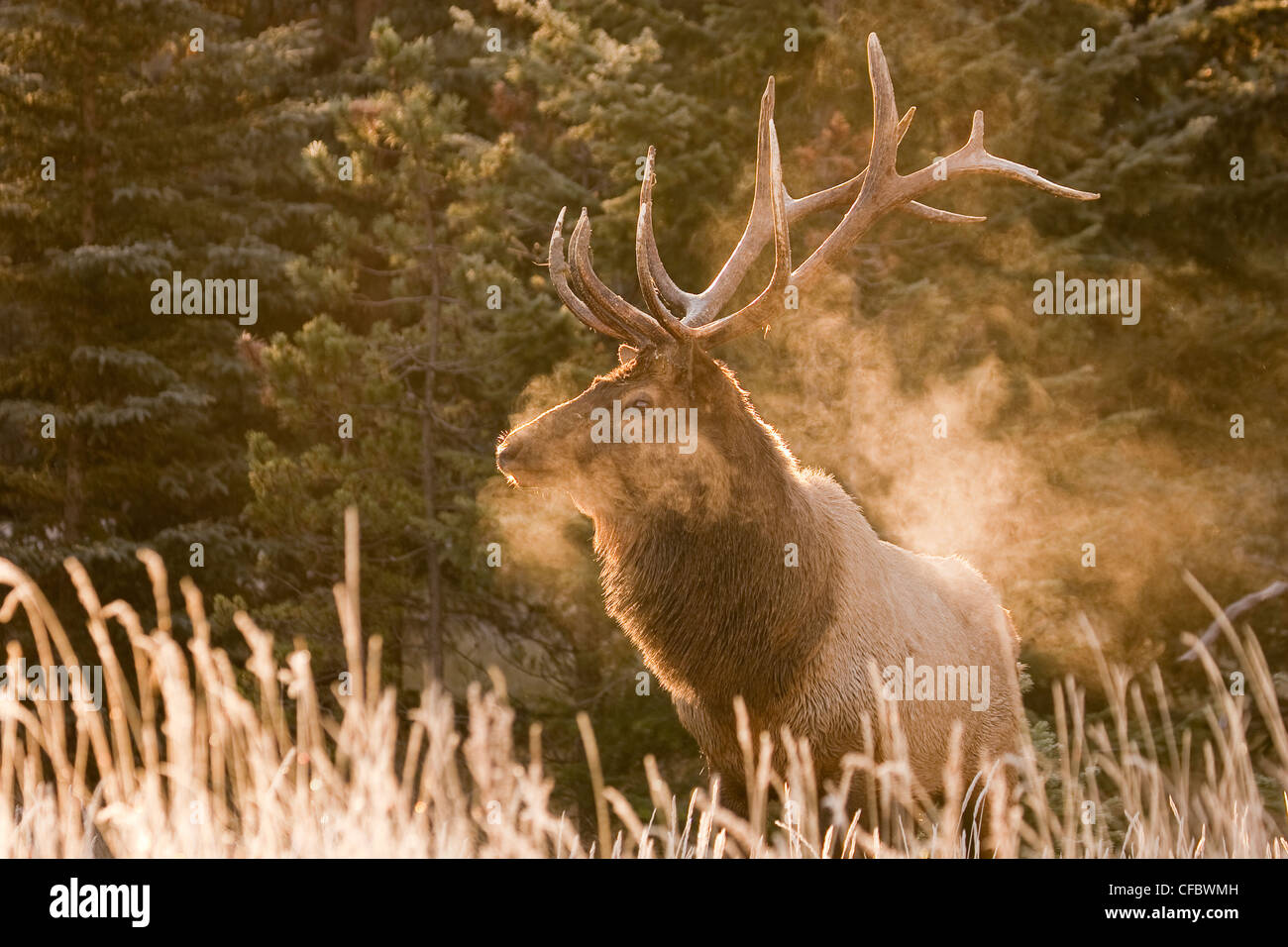 Male Elk standing in meadow Stock Photo - Alamy