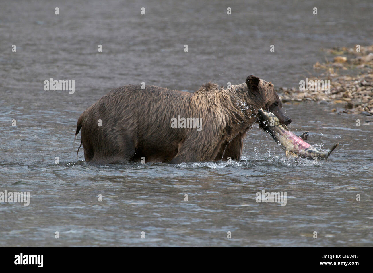 Grizzly Bear (Ursus arctos) with Chum Salmon on Fishing Branch River ...