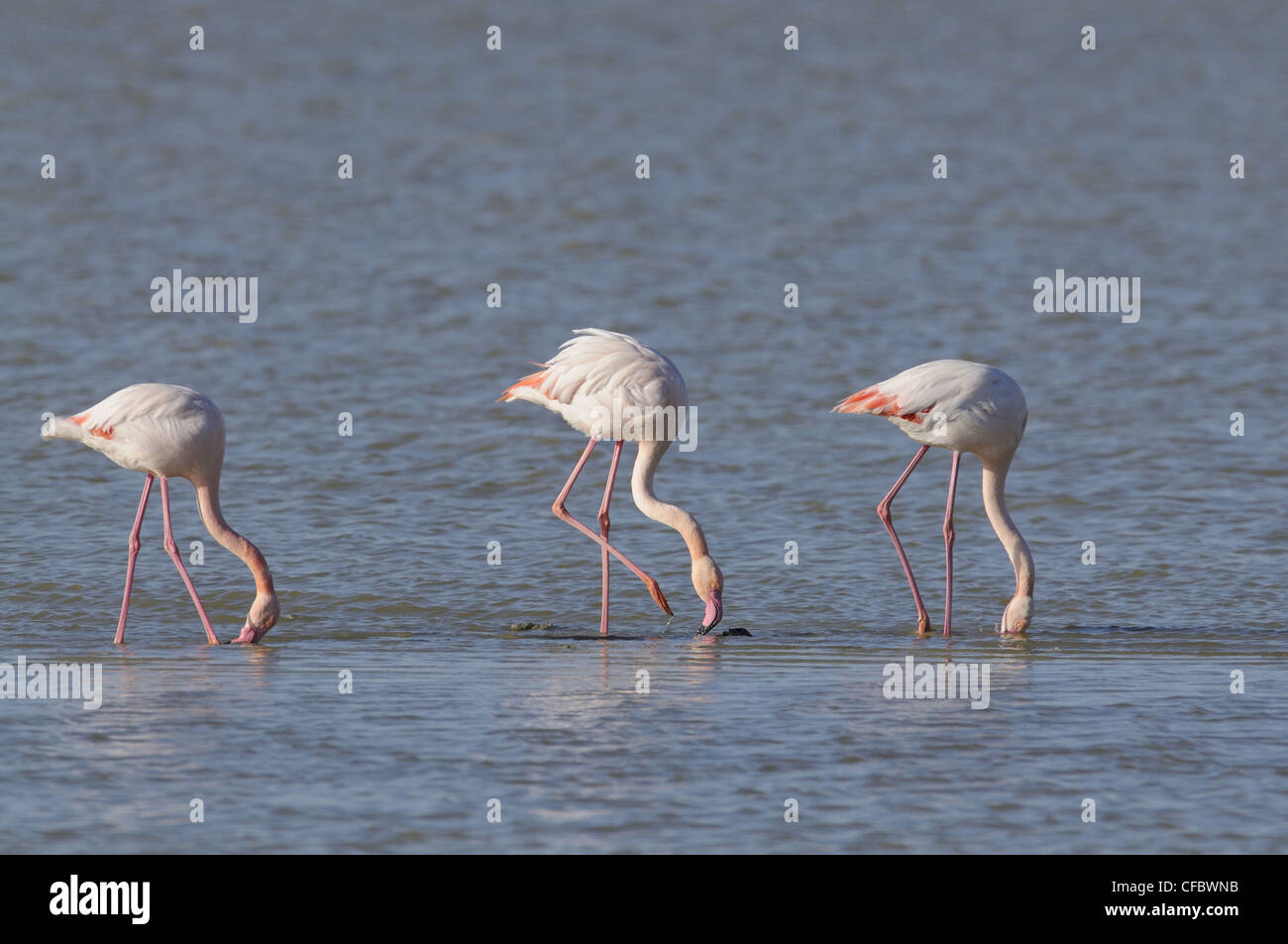 Greater Flamingo Phoenicopterus Ruber Feeding High Resolution Stock ...