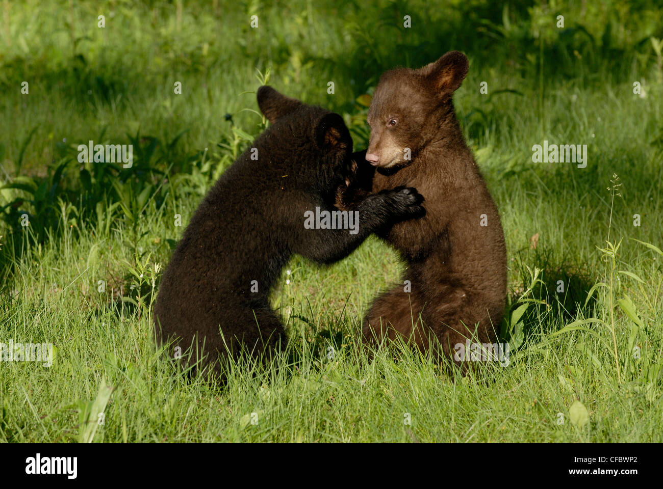 Two bear cubs standing hind legs hi-res stock photography and images ...