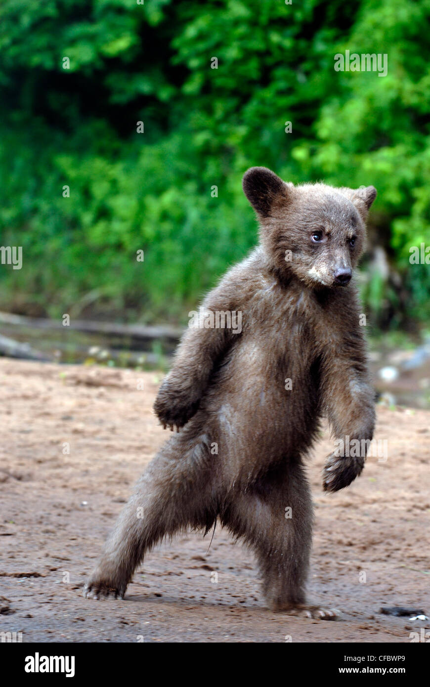 Black bear (Ursus americanus) cub standing on hind legs, Minnesota, USA ...