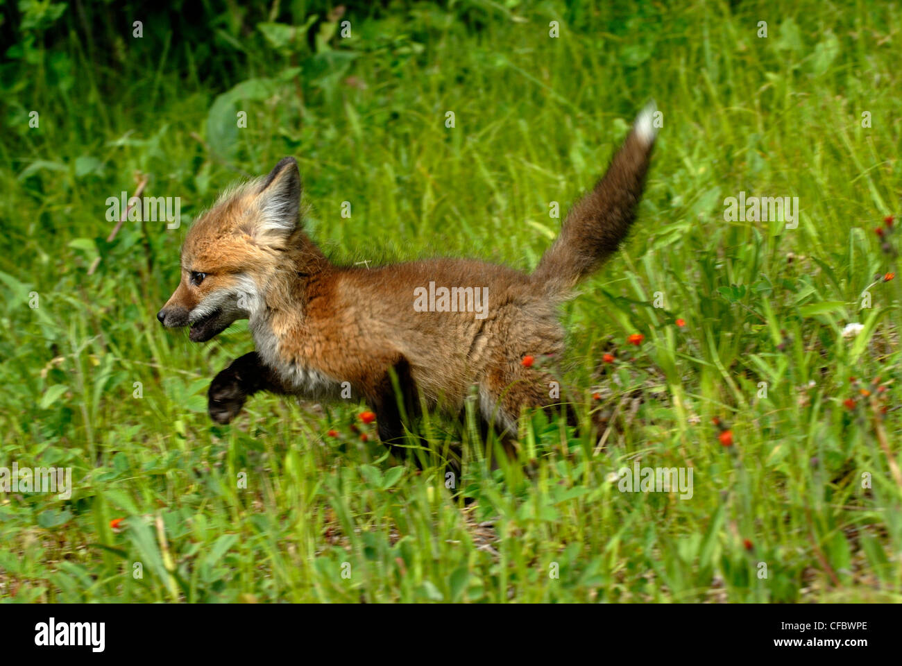 Red Fox (Vulpes vulpes) kit trotting through grassy field, Minnesota ...