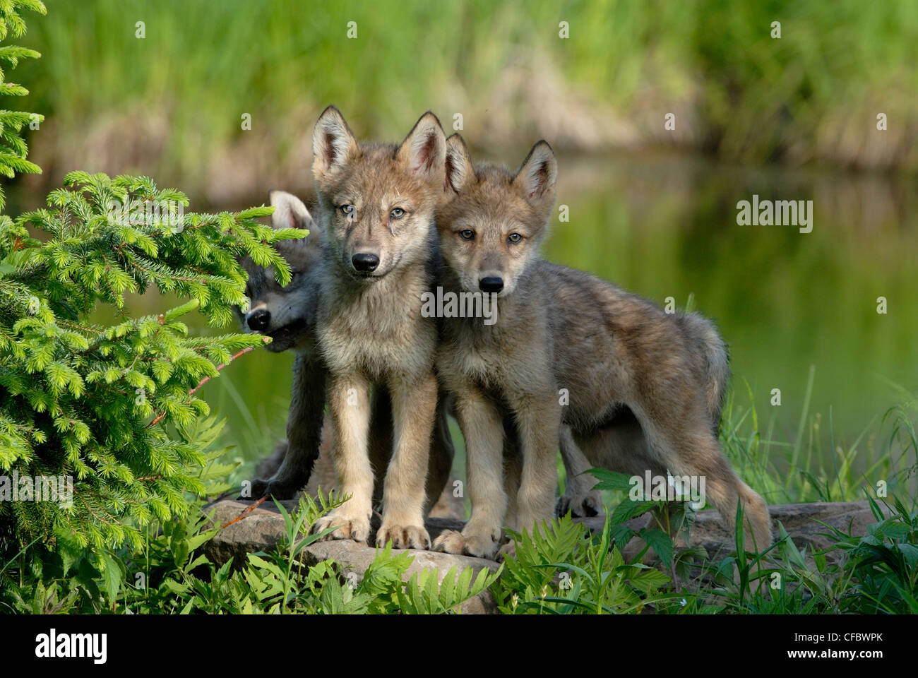 Wolf (Canis lupus) pups in deciduous woods, Minnesota, USA Stock Photo ...