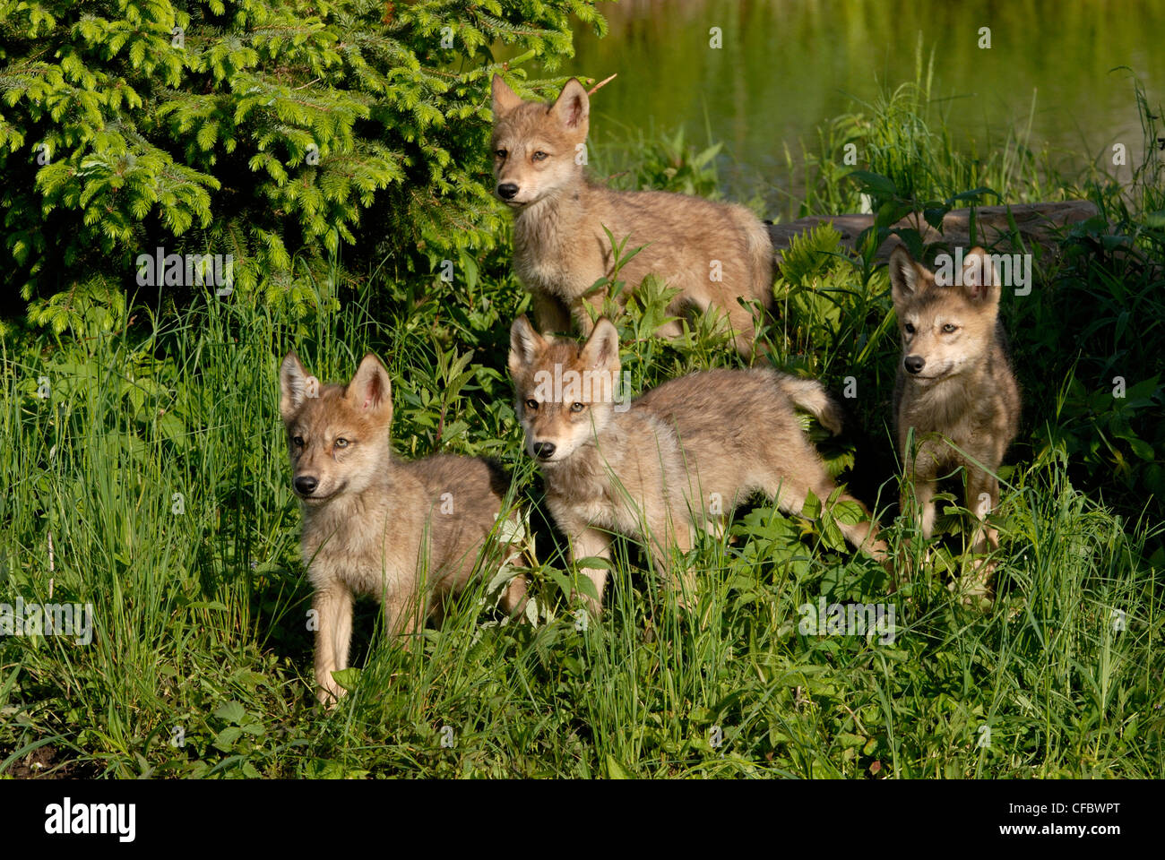 Wolf (Canis lupus) pups in deciduous woods, Minnesota, USA Stock Photo ...