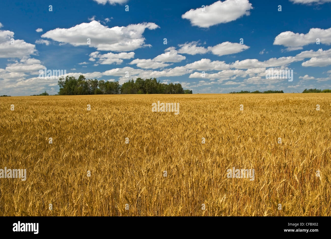 Country road between grain fields, Manor, Saskatchewan, Canada Stock ...