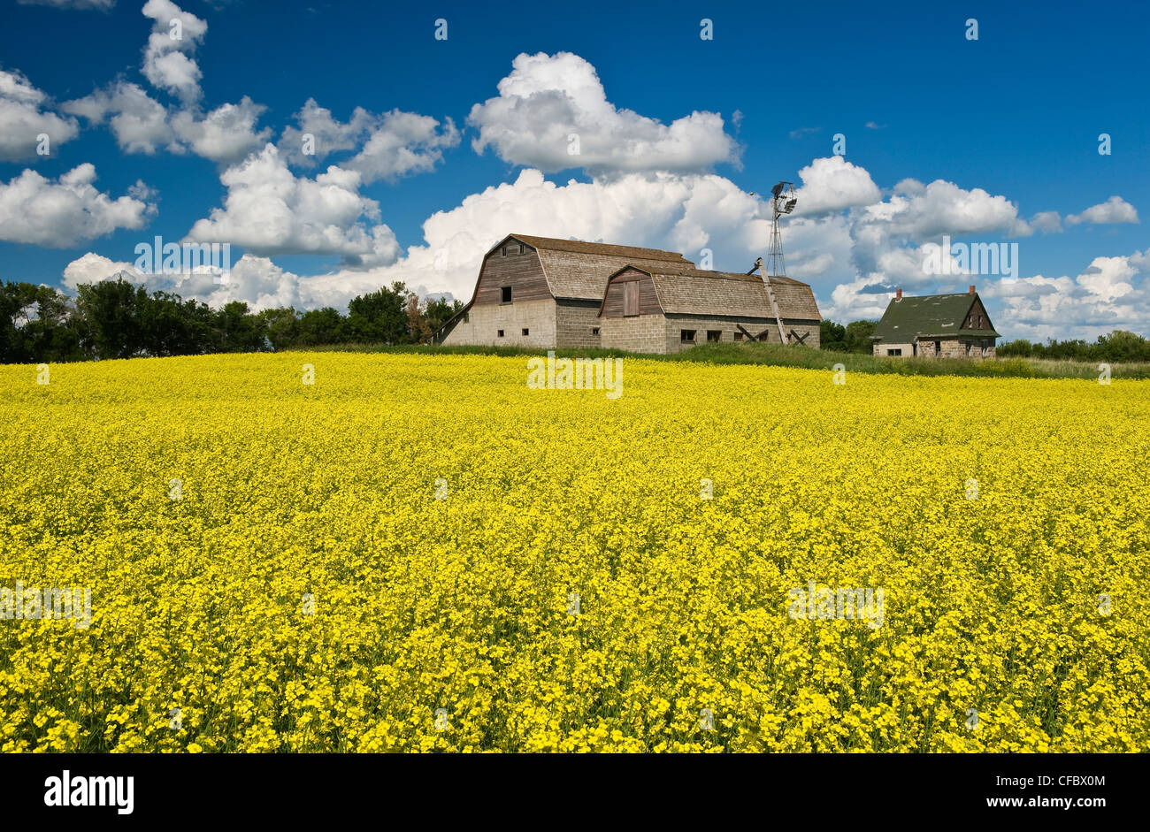 Bloom stage canola field with old farm in the background, near ...