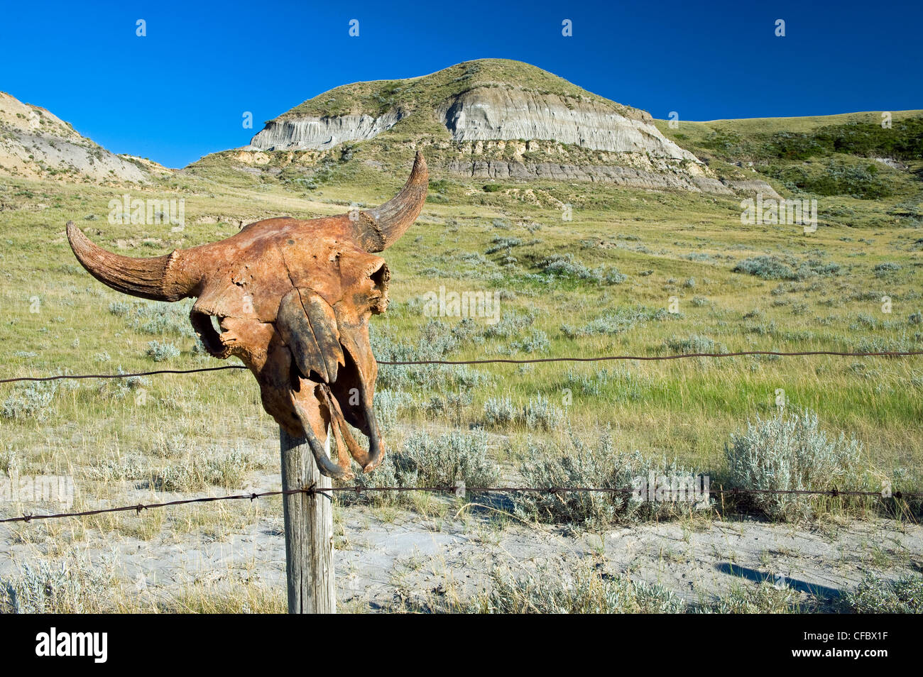 Old buffalo skull hi-res stock photography and images - Alamy