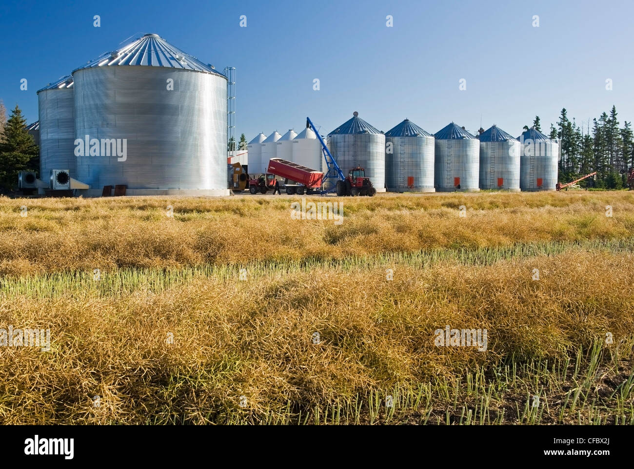 Swathed canola and farmyard with grain storage bins in the background ...