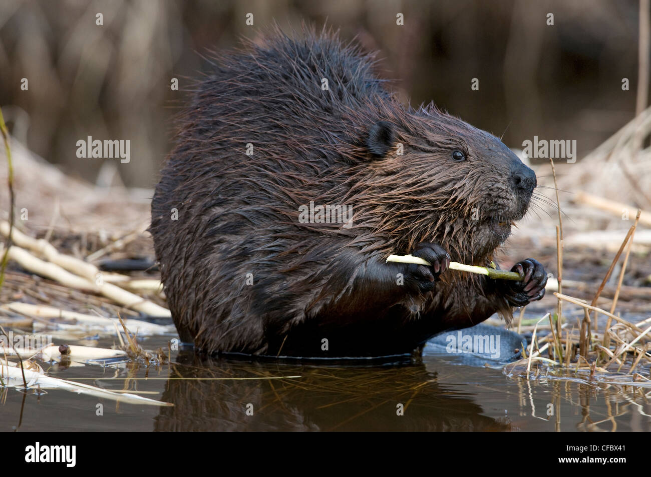 Beaver eating branches hi-res stock photography and images - Alamy