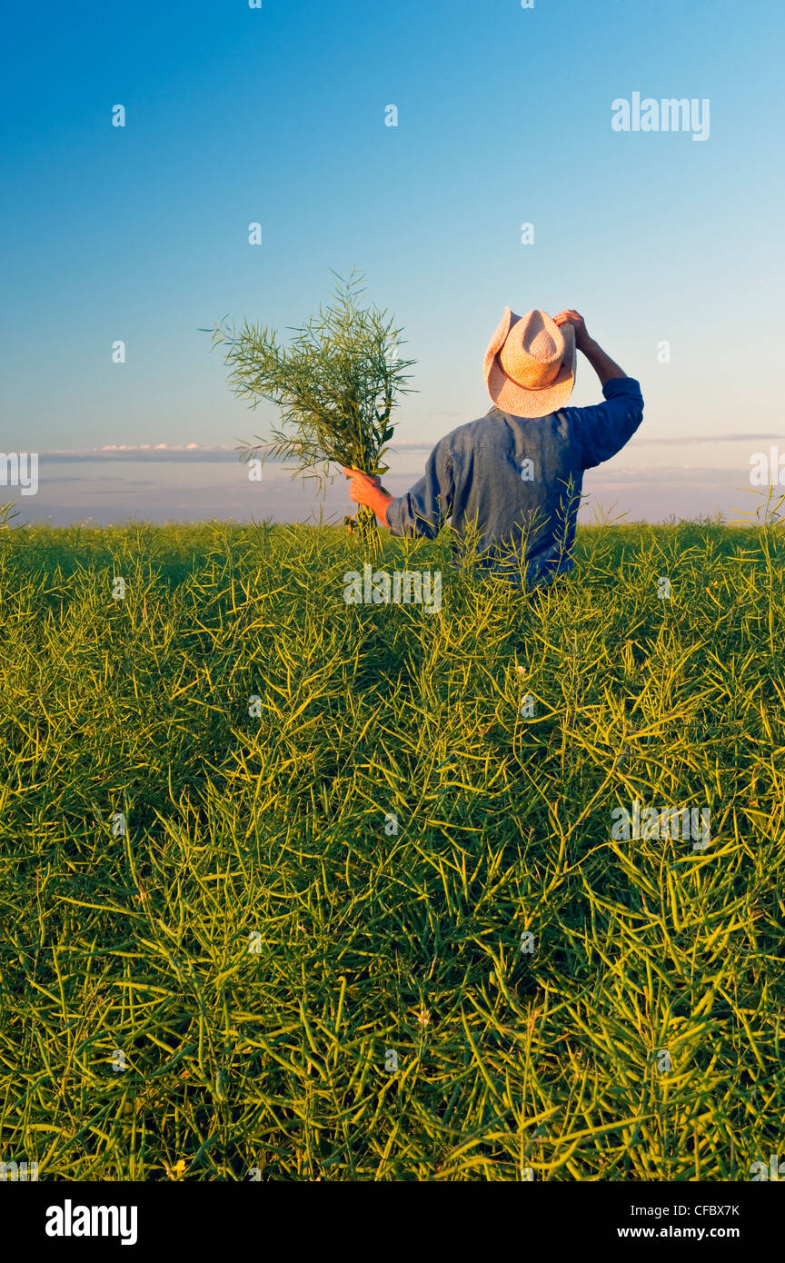 Canola pods hi-res stock photography and images - Alamy