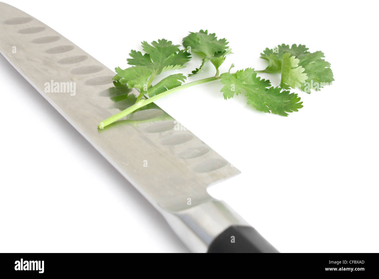 Green coriander on a background Stock Photo - Alamy