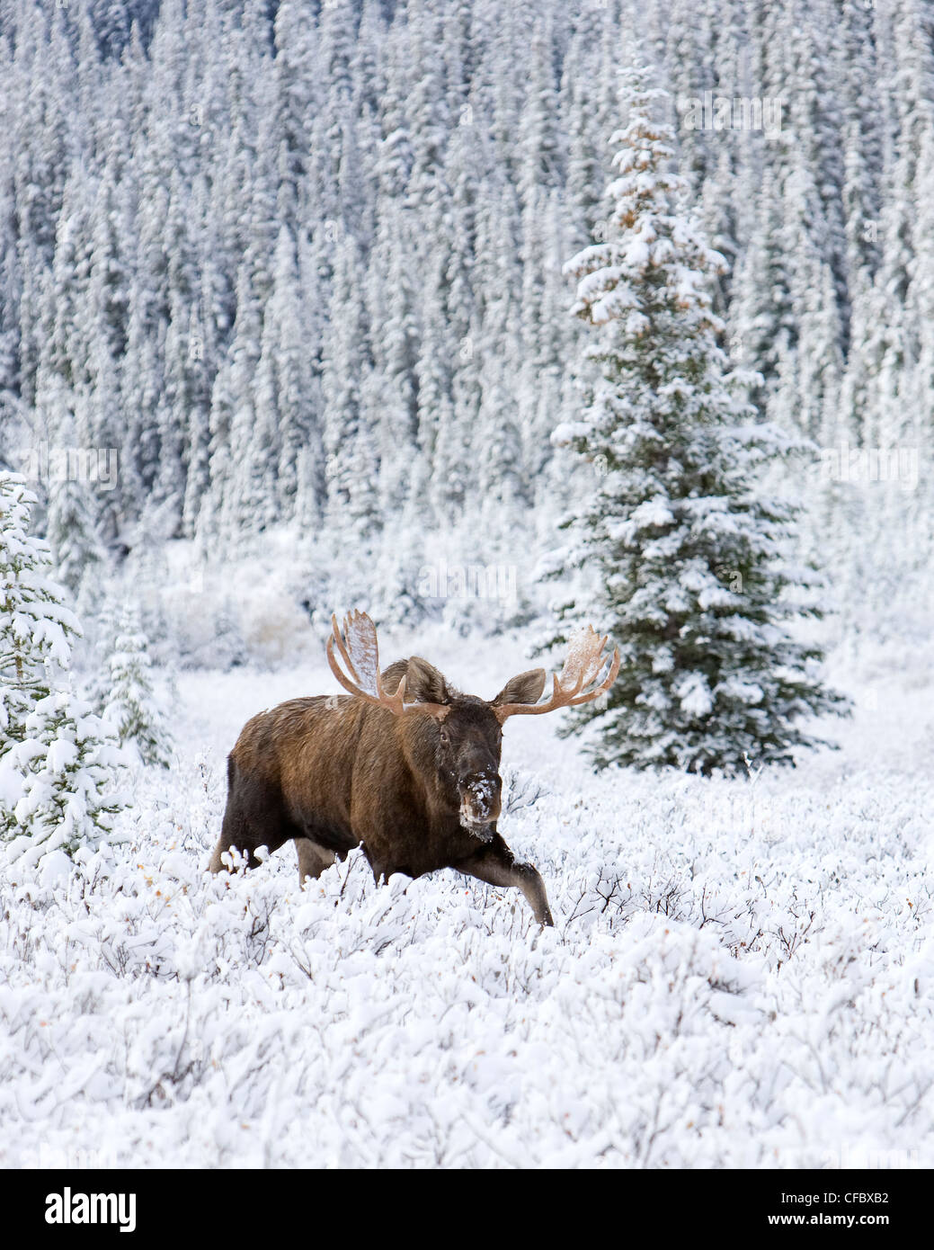 Scenting for a female hi-res stock photography and images - Alamy