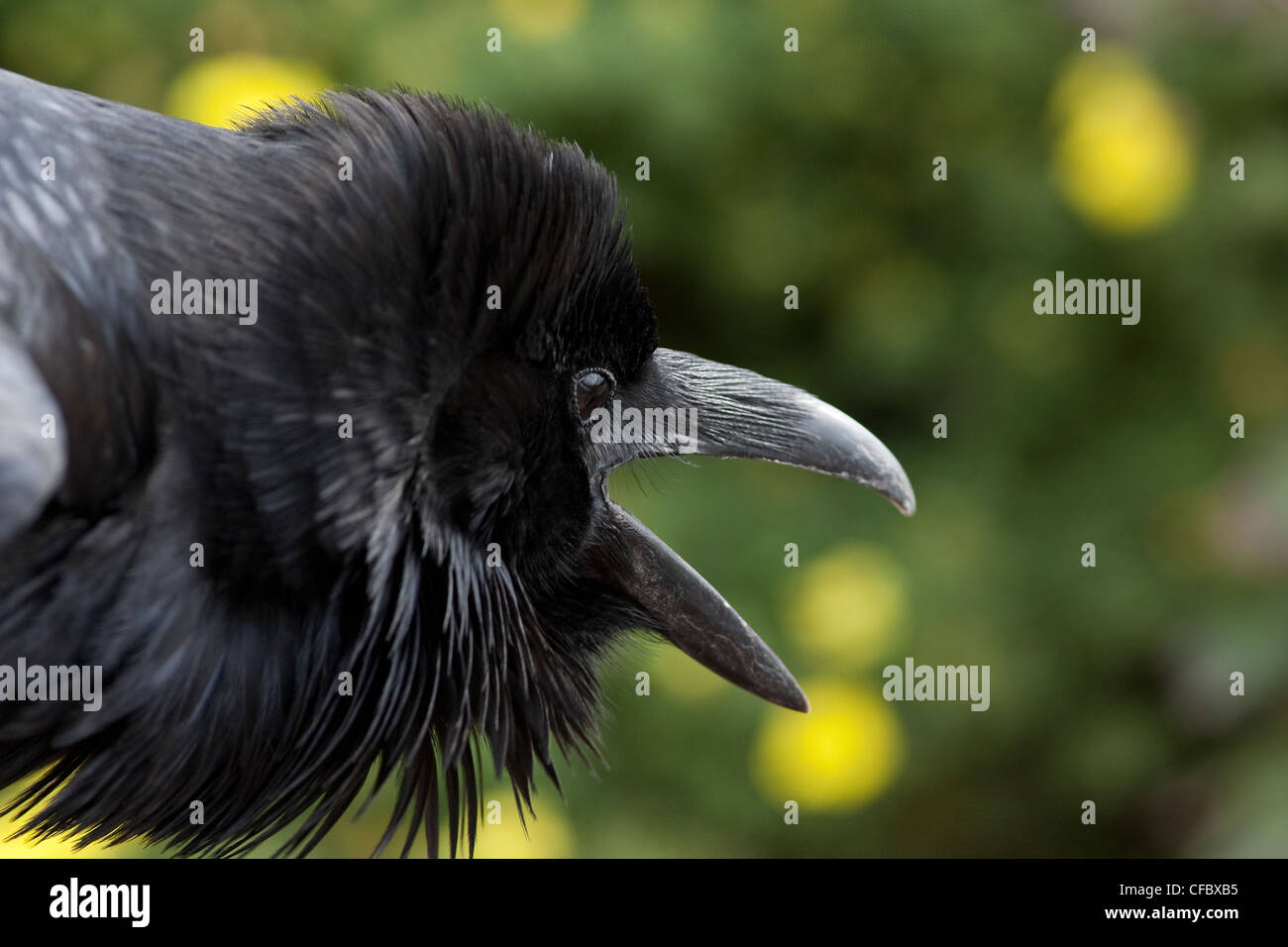A Raven (Corvus Corax) lets out a call while purched in a tree in Banff ...