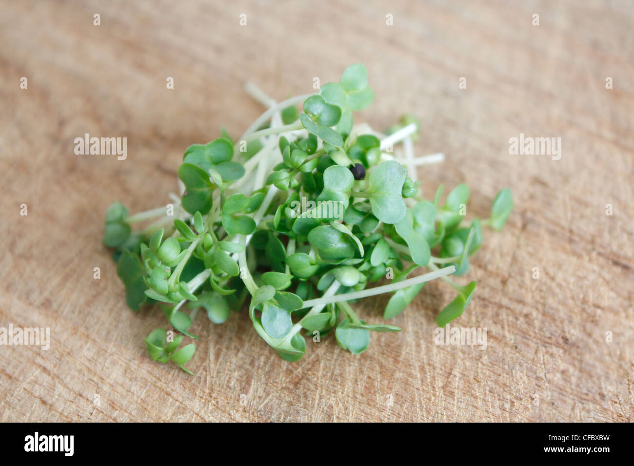 Water cress isolated on white Stock Photo - Alamy