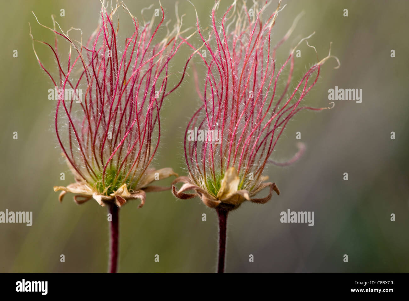 Close up of Stemless Hymenoxys (Hymenoxys aculis Stock Photo - Alamy