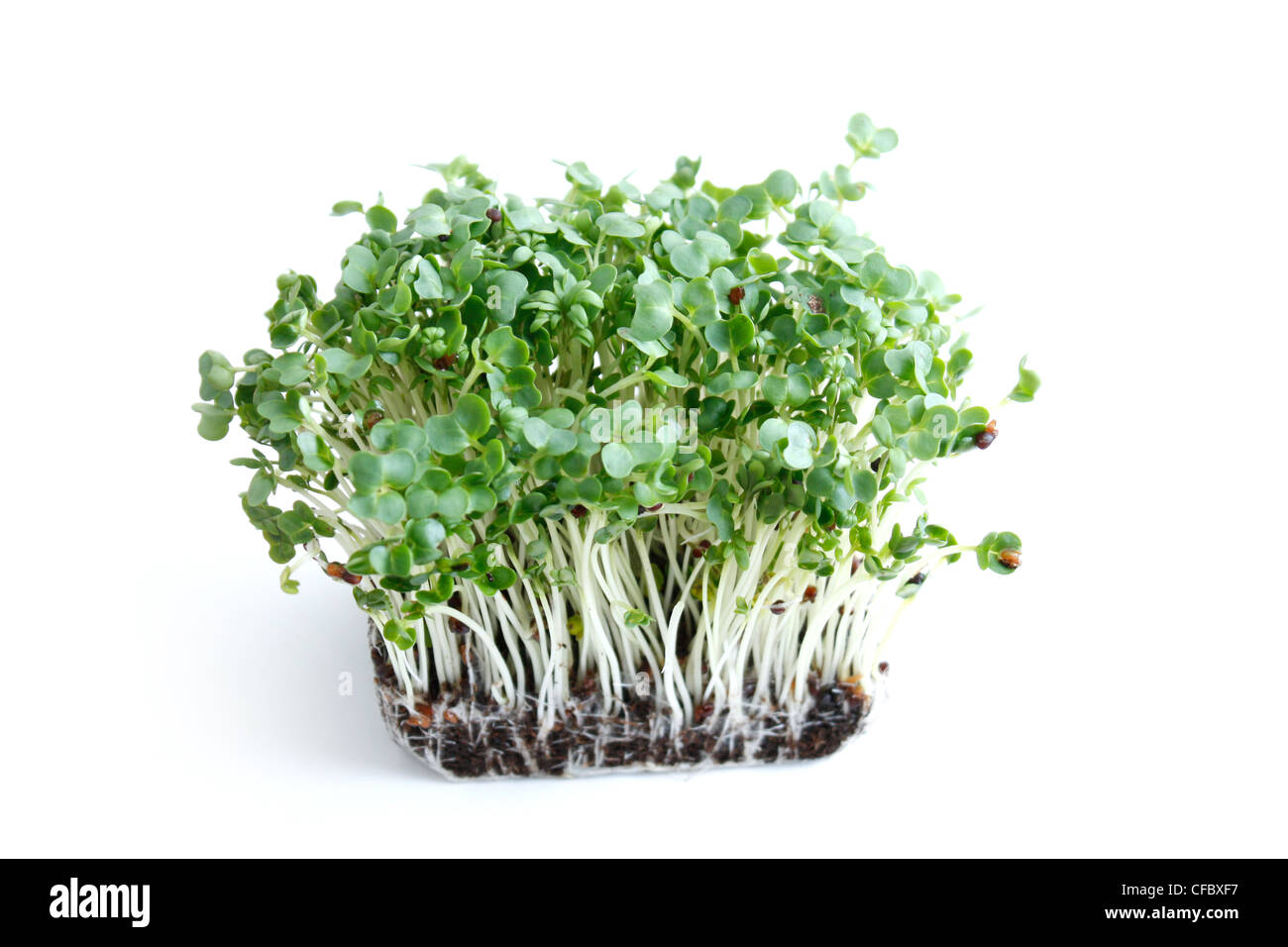 Watercress leaf Cut Out Stock Images & Pictures - Alamy
