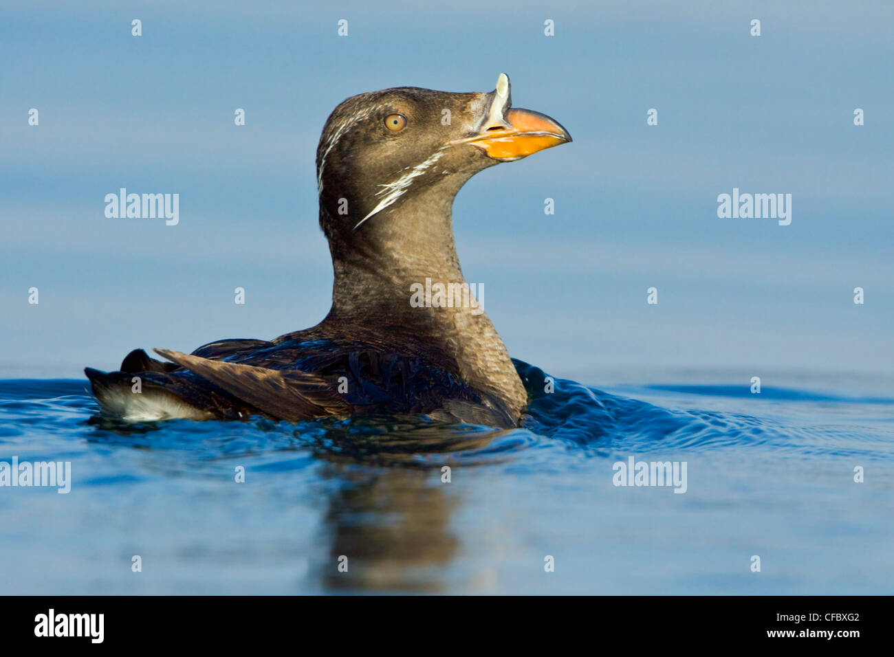 Rhinoceros Auklet (Cerorhinca monocerata) swimming in the ocean in ...
