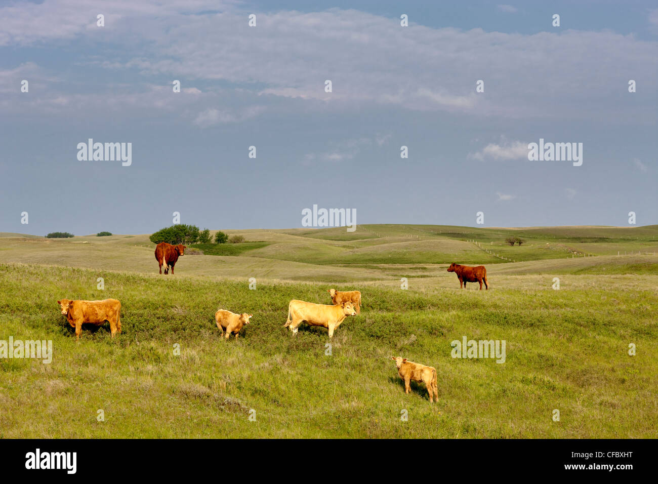 Cattle grazing near chaplin hi-res stock photography and images - Alamy
