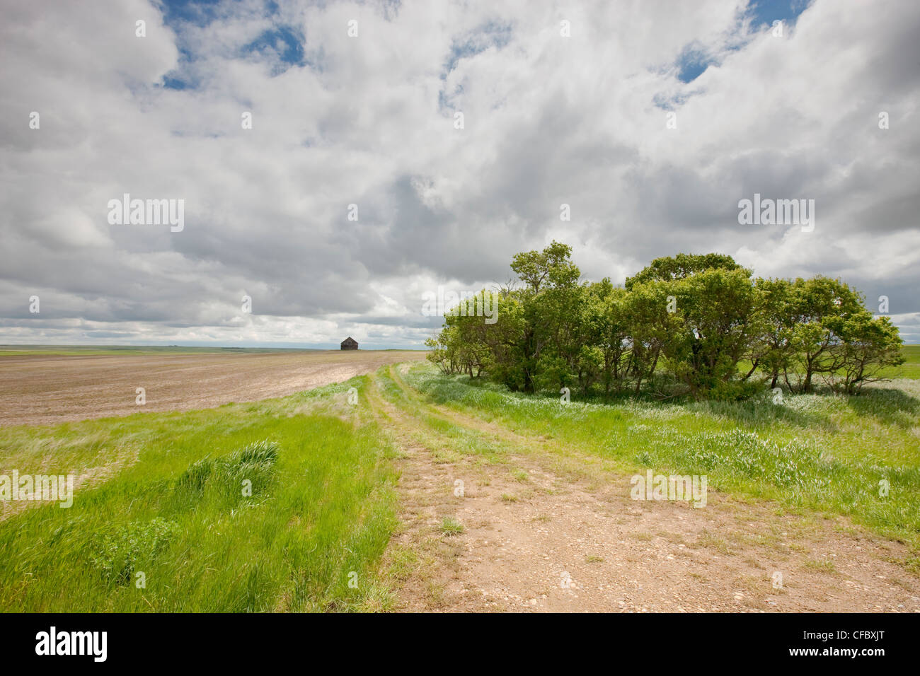 Lone barn near Cadillac, Saskatchewan, Canada Stock Photo - Alamy