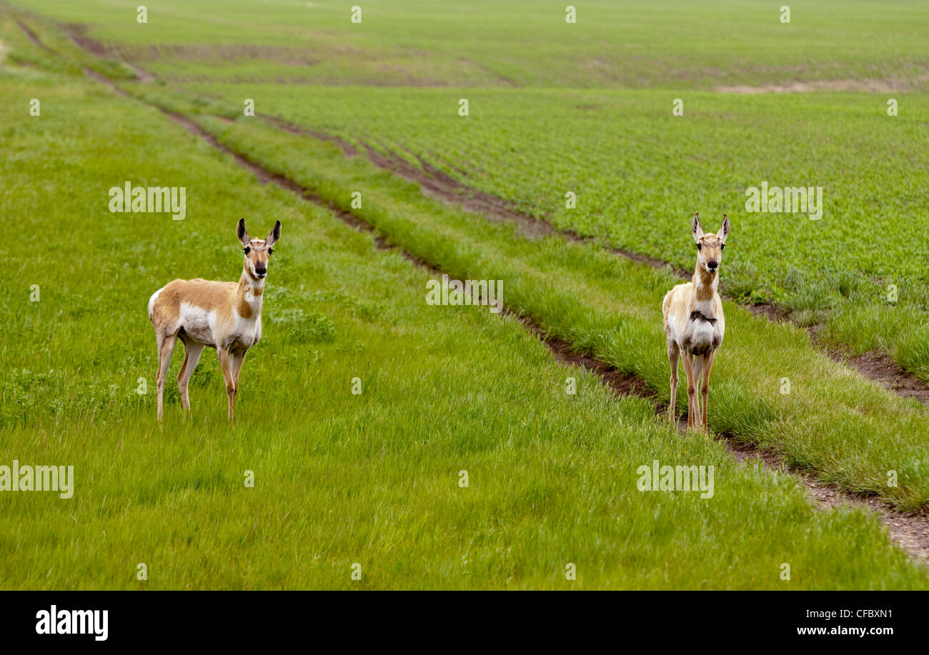 Pronghorn Antelope, (Antilocapra americana), Cadillac, Saskatchewan ...