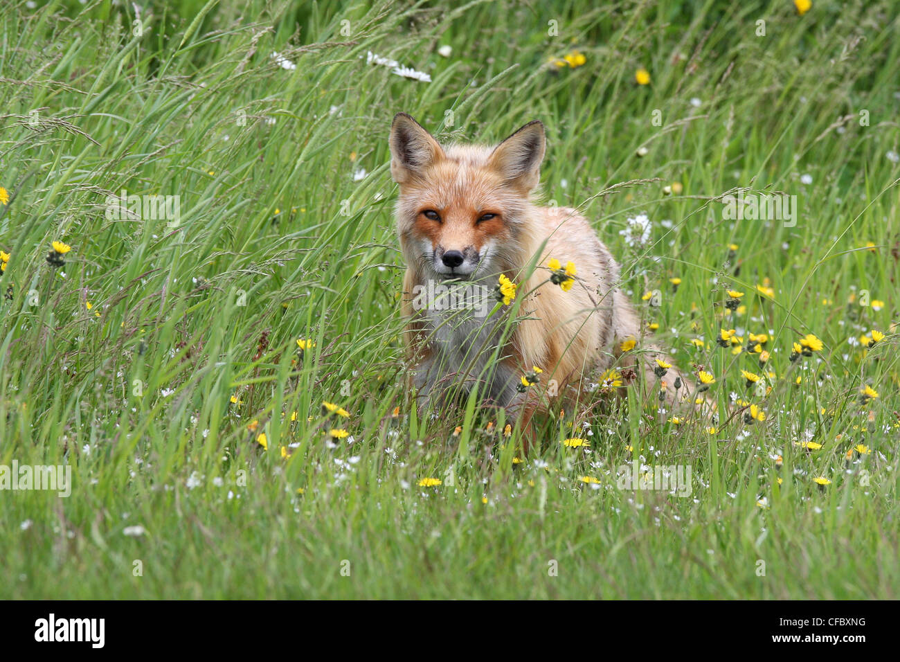 Young edward fox hi-res stock photography and images - Alamy