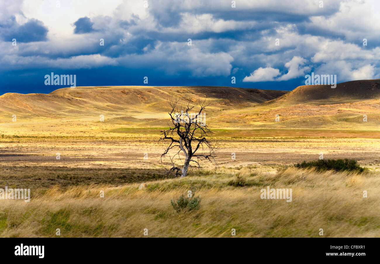 Lone bare tree in Grasslands National Park, Saskatchewan, Canada Stock ...