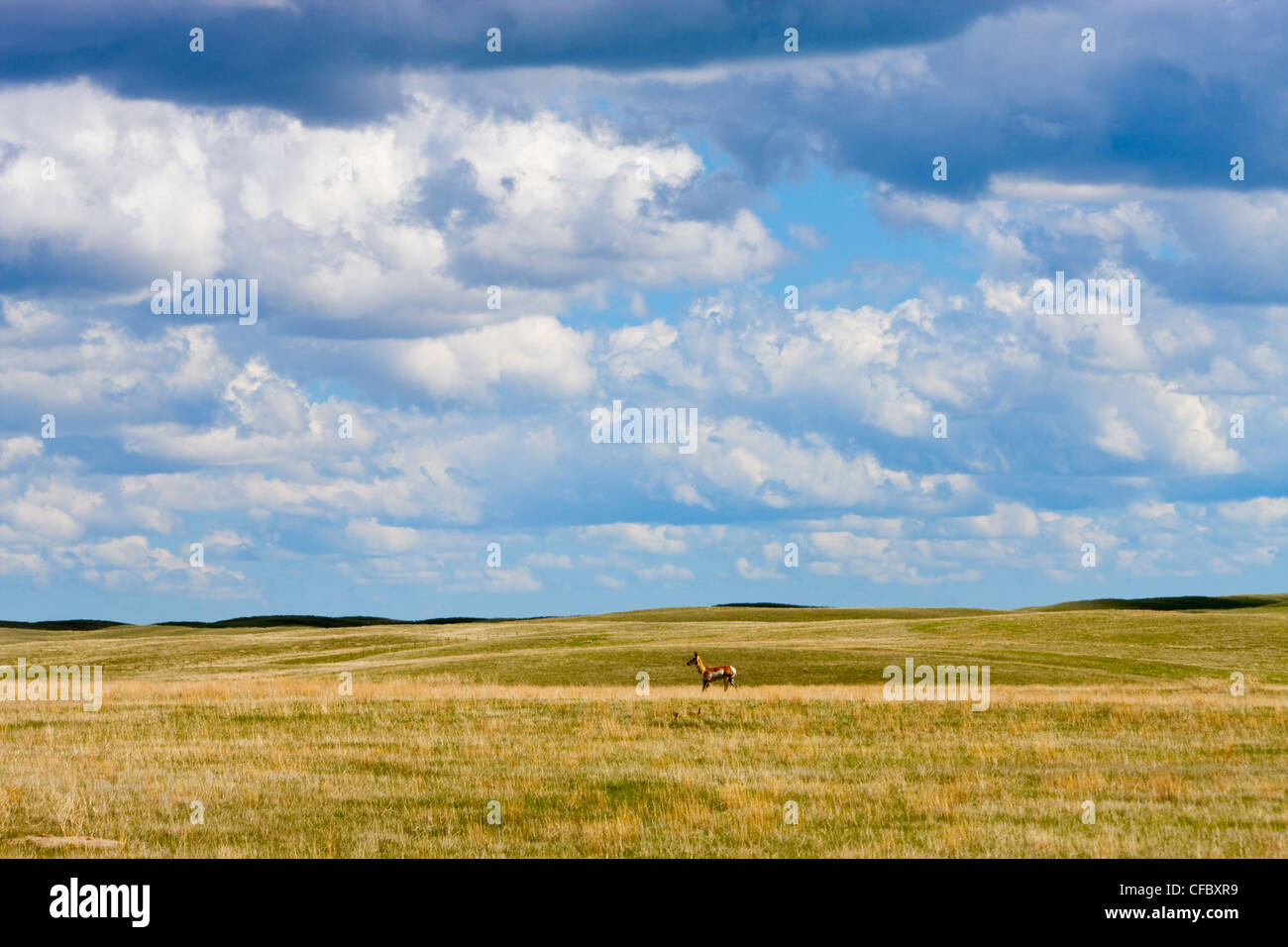 Pronghorn Antelope (Antilocapra americana) in Grasslands National Park ...