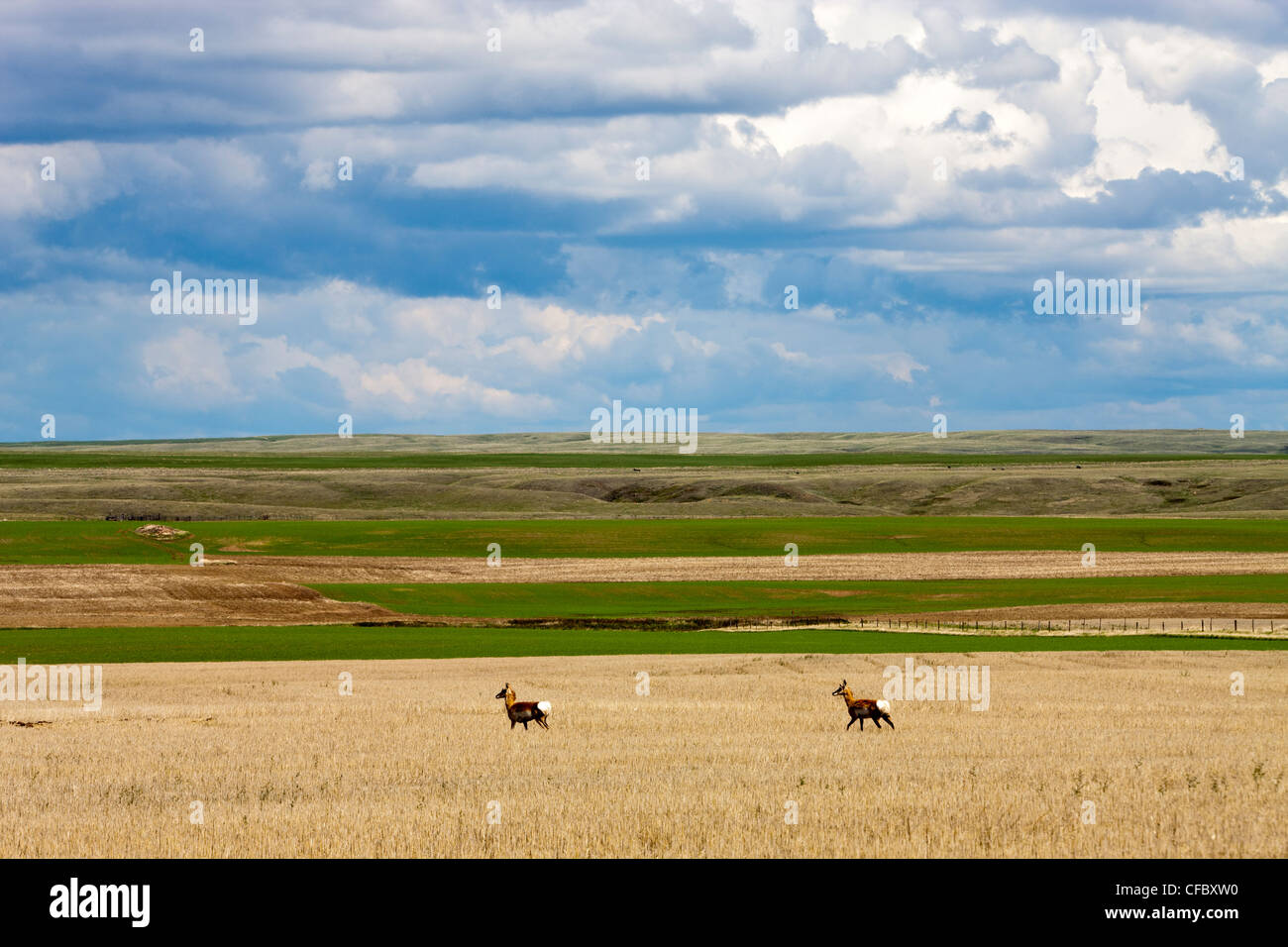 Pronghorn Antelope, (Antilocapra americana), Val Marie, Saskatchewan ...