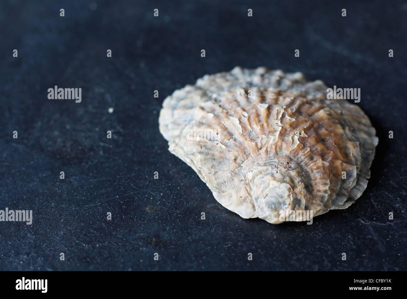 Creative sea shell photography hi-res stock photography and images - Alamy