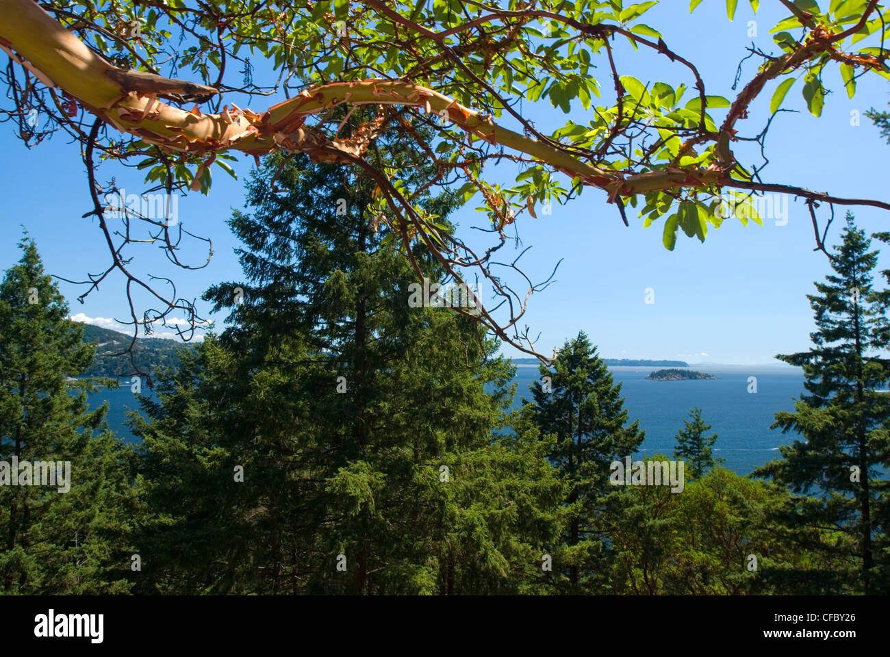 An Arbutus Tree at Dorman Point Bowen Island BC Canada Stock Photo - Alamy