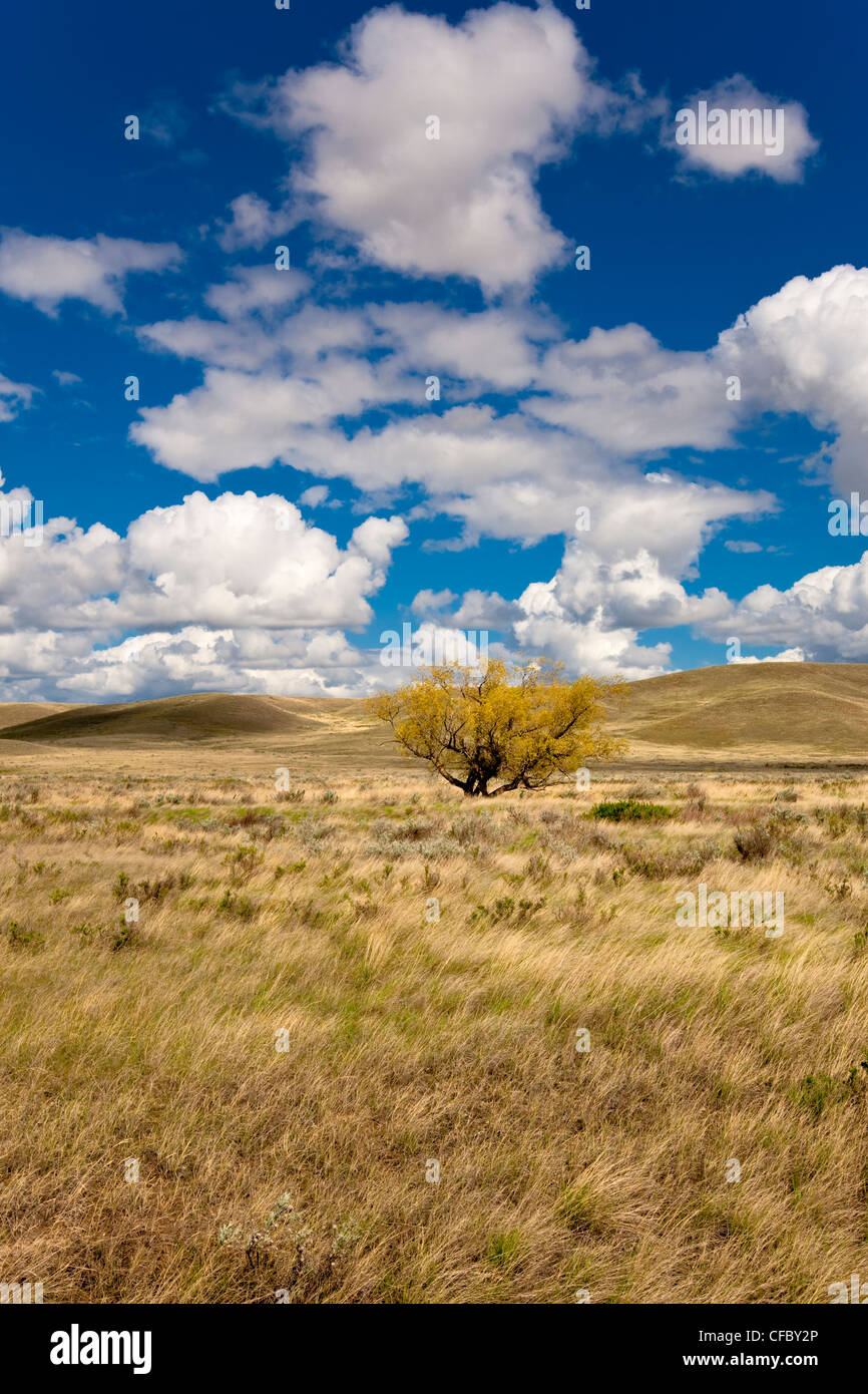 Lone tree in Grasslands National Park‎, Saskatchewan, Canada Stock ...
