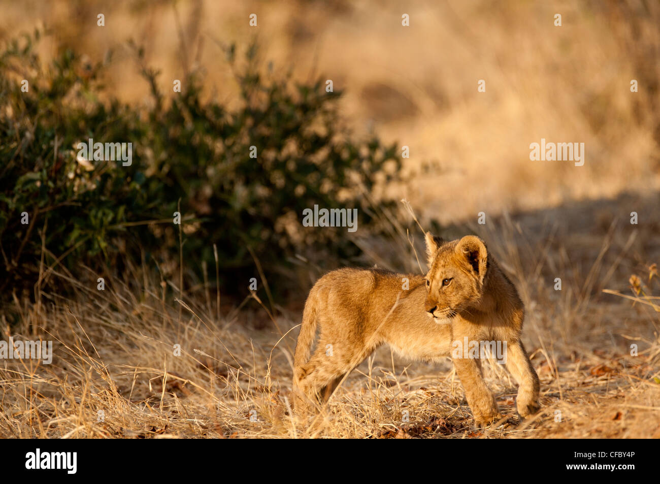 Lions cub hi-res stock photography and images - Alamy