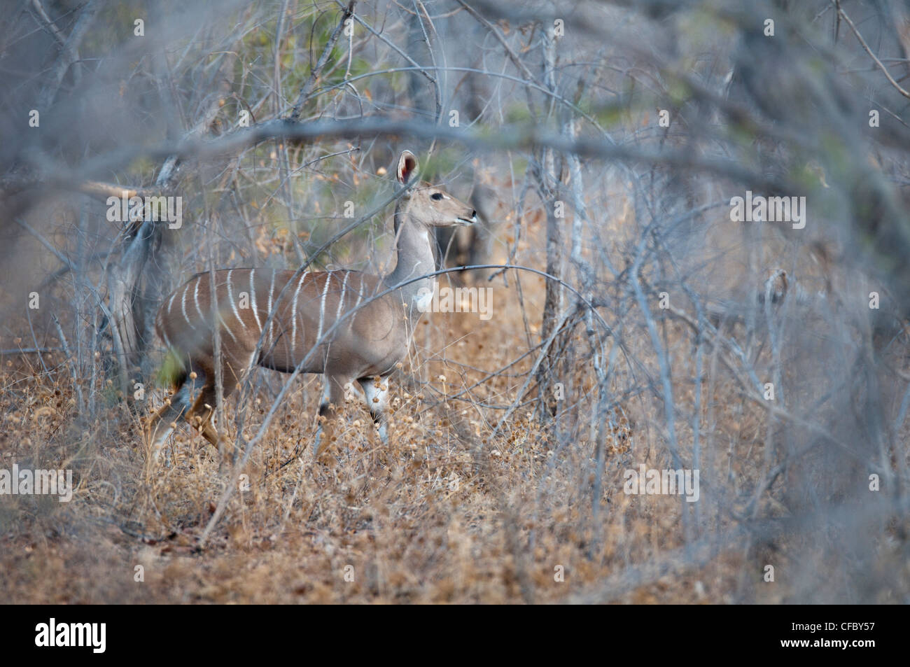 Lesser kudu hi-res stock photography and images - Alamy