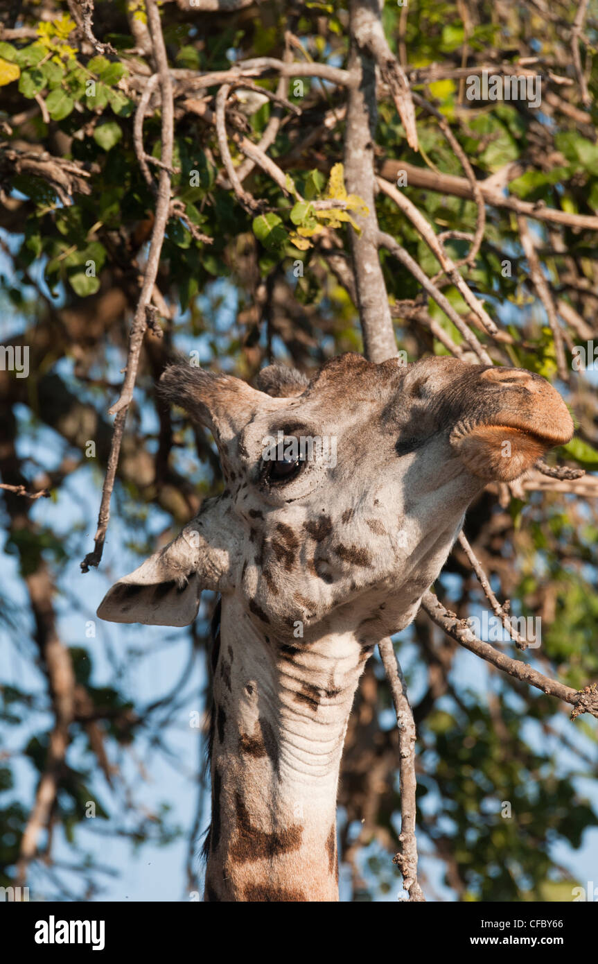 Chewing giraffe hi-res stock photography and images - Alamy