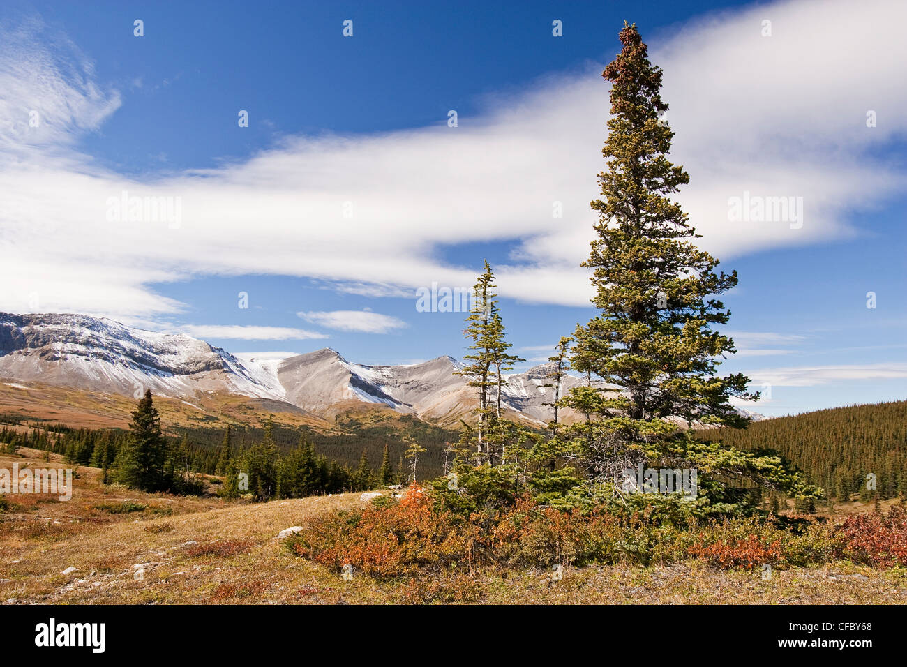 Spruce tree and Rocky Mountains, Alberta Stock Photo - Alamy