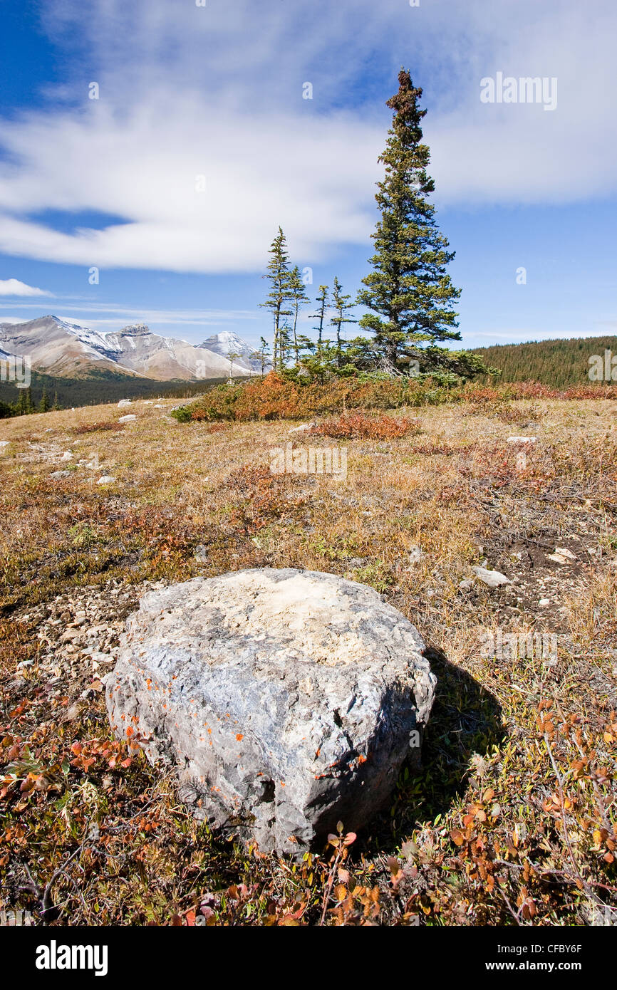 Spruce tree and Rocky Mountains, Alberta Stock Photo - Alamy