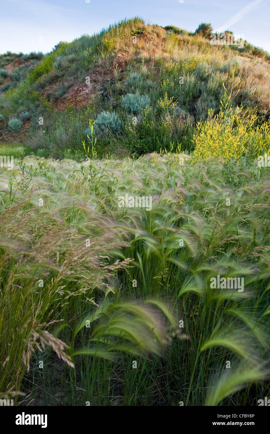 Prairie grasses, Alberta Stock Photo - Alamy