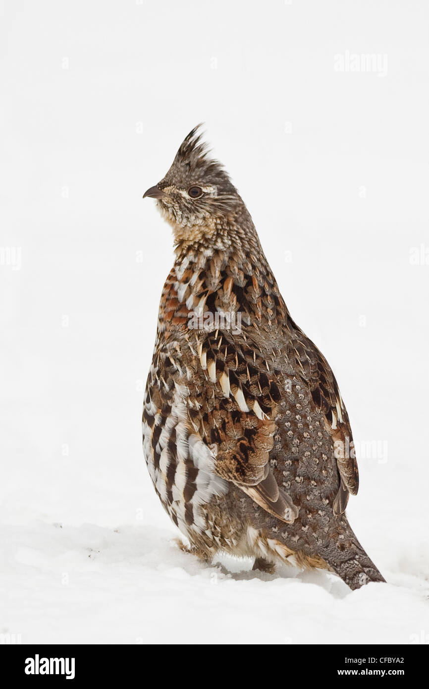Ruffed Grouse (bonasa umbellus) standing in the snow Stock Photo - Alamy