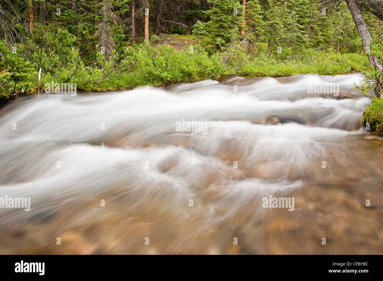 Small stream flowing through sub-alpine spruce forest, Banff National ...