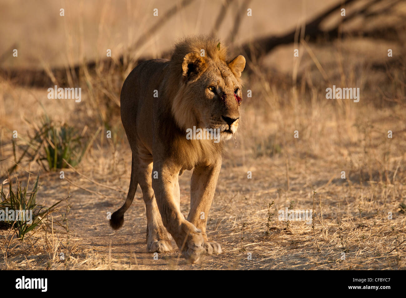 Male lion walking Stock Photo - Alamy Male lion walking Stock Photo - Alamy