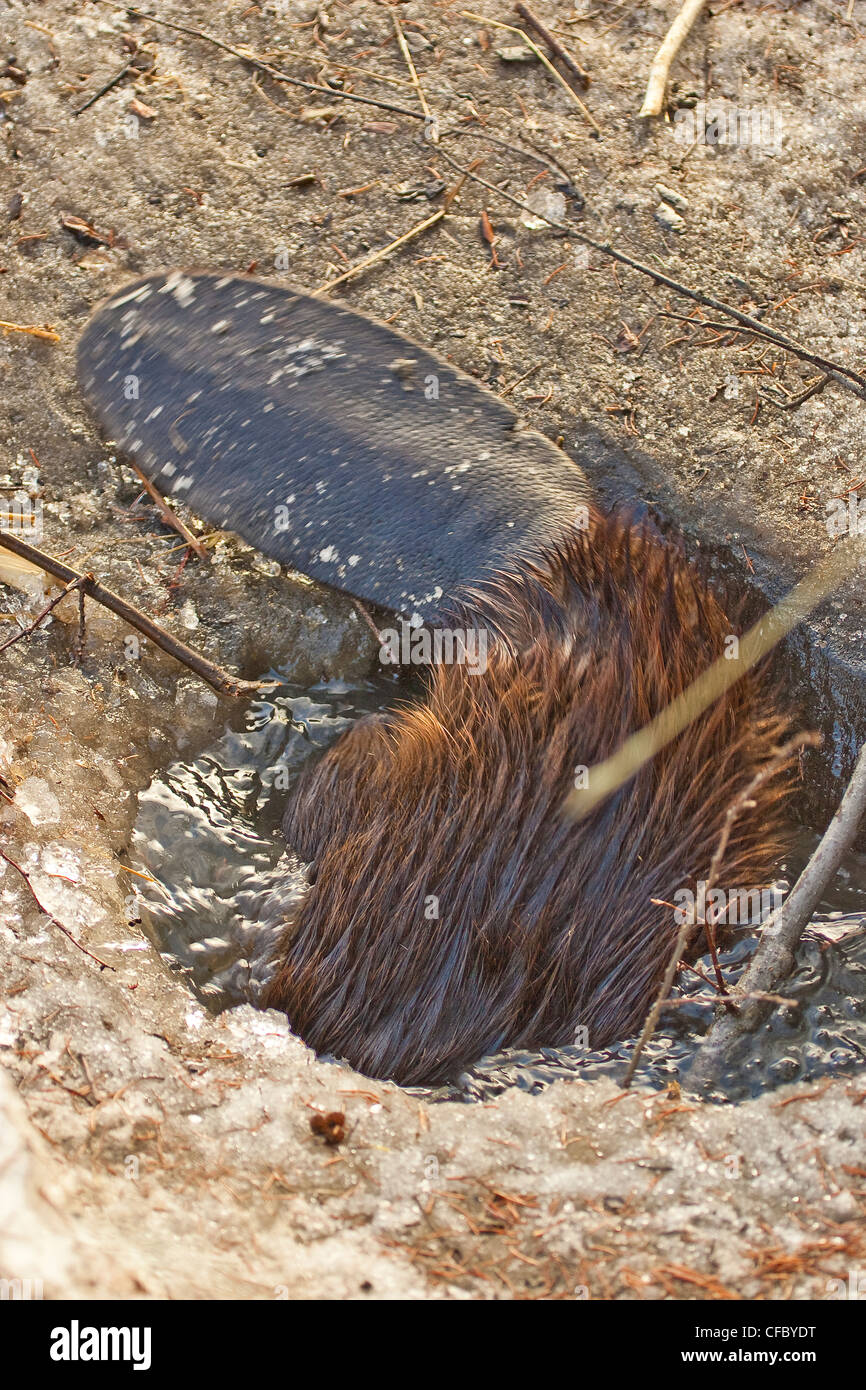 Beaver (castor canadensis) dropping through hole in ice Stock Photo - Alamy